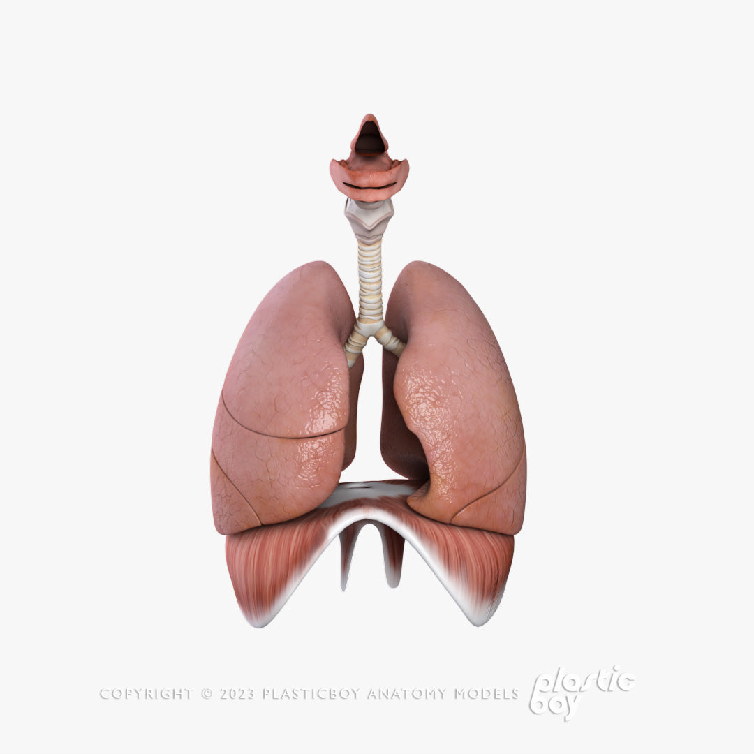Male Respiratory System 3D Model – Plasticboy Anatomy